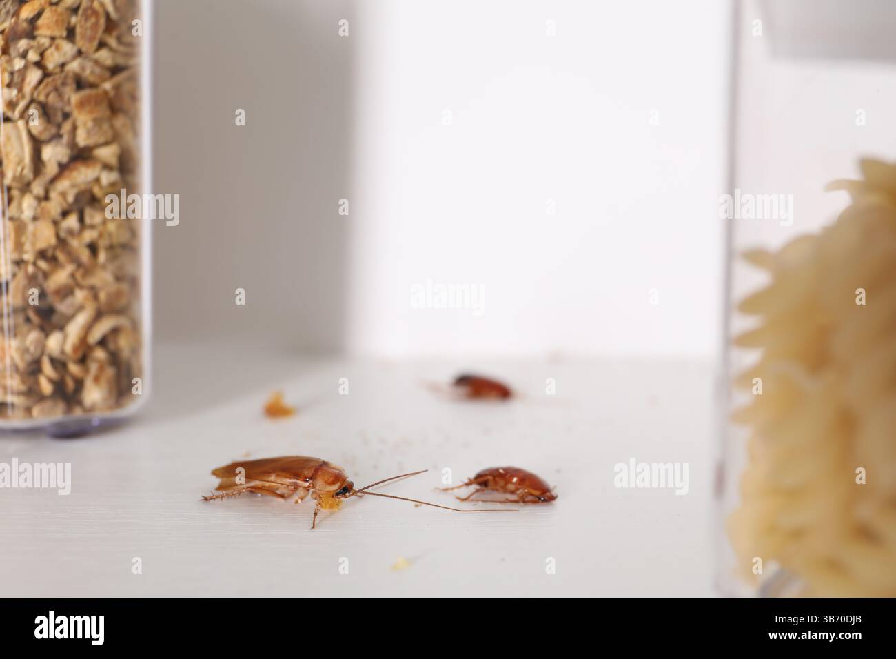 Cockroaches food crumbs on hi-res stock photography and images - Alamy