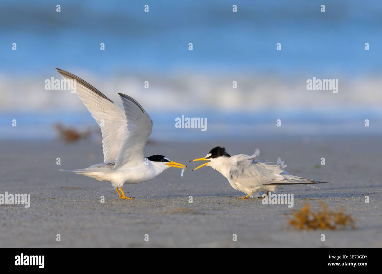 Least tern (Sternula antillarum) courtship, male feeding female with a ...