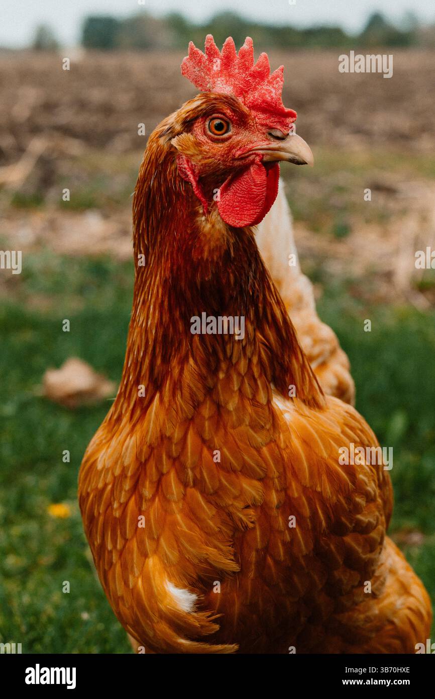 chicken-hen-field-wyandotte-brown-red-chick-walking-singlechicken ...