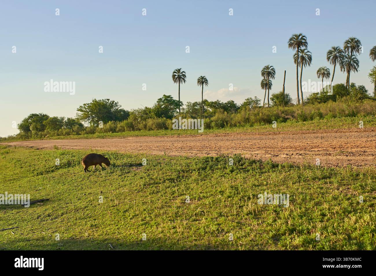 El Palmar National Park scenery, with butia yatay palm trees and a ...