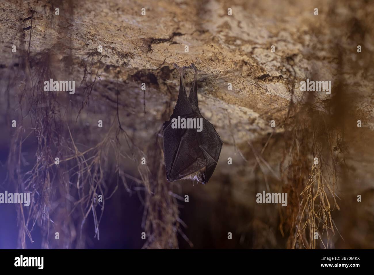 Close up small lesser horseshoe bat (Rhinolophus hipposideros) covered ...