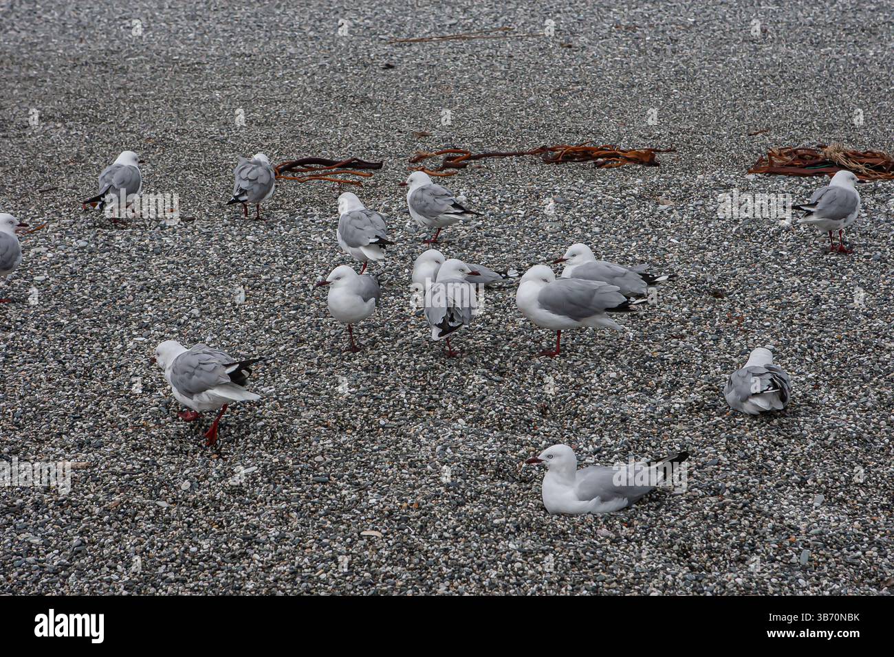 Sea gulls pebble hi-res stock photography and images - Alamy