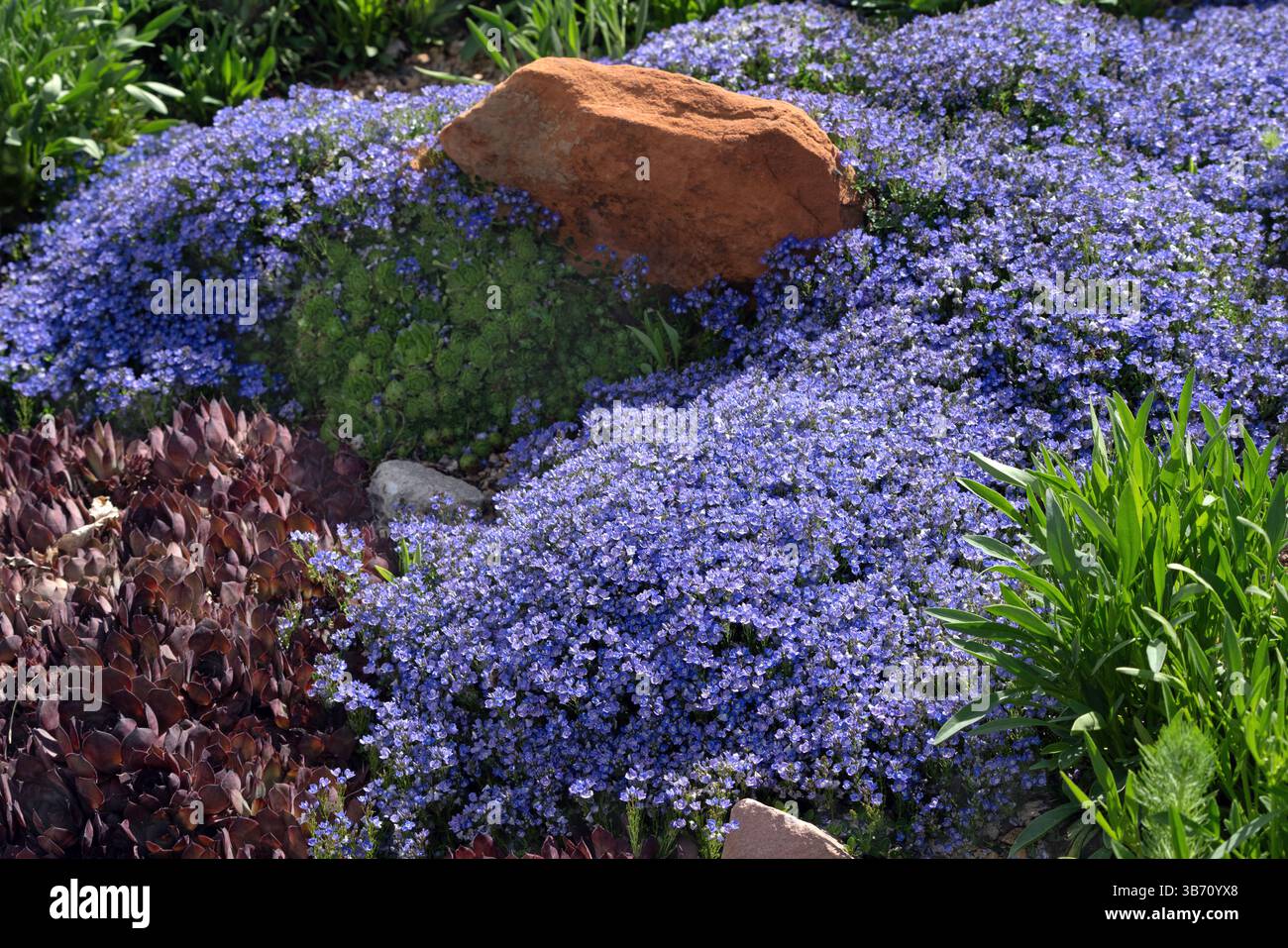 Turkish Blue Speedwell (Veronica liwanensis) an excellent groundcover ...