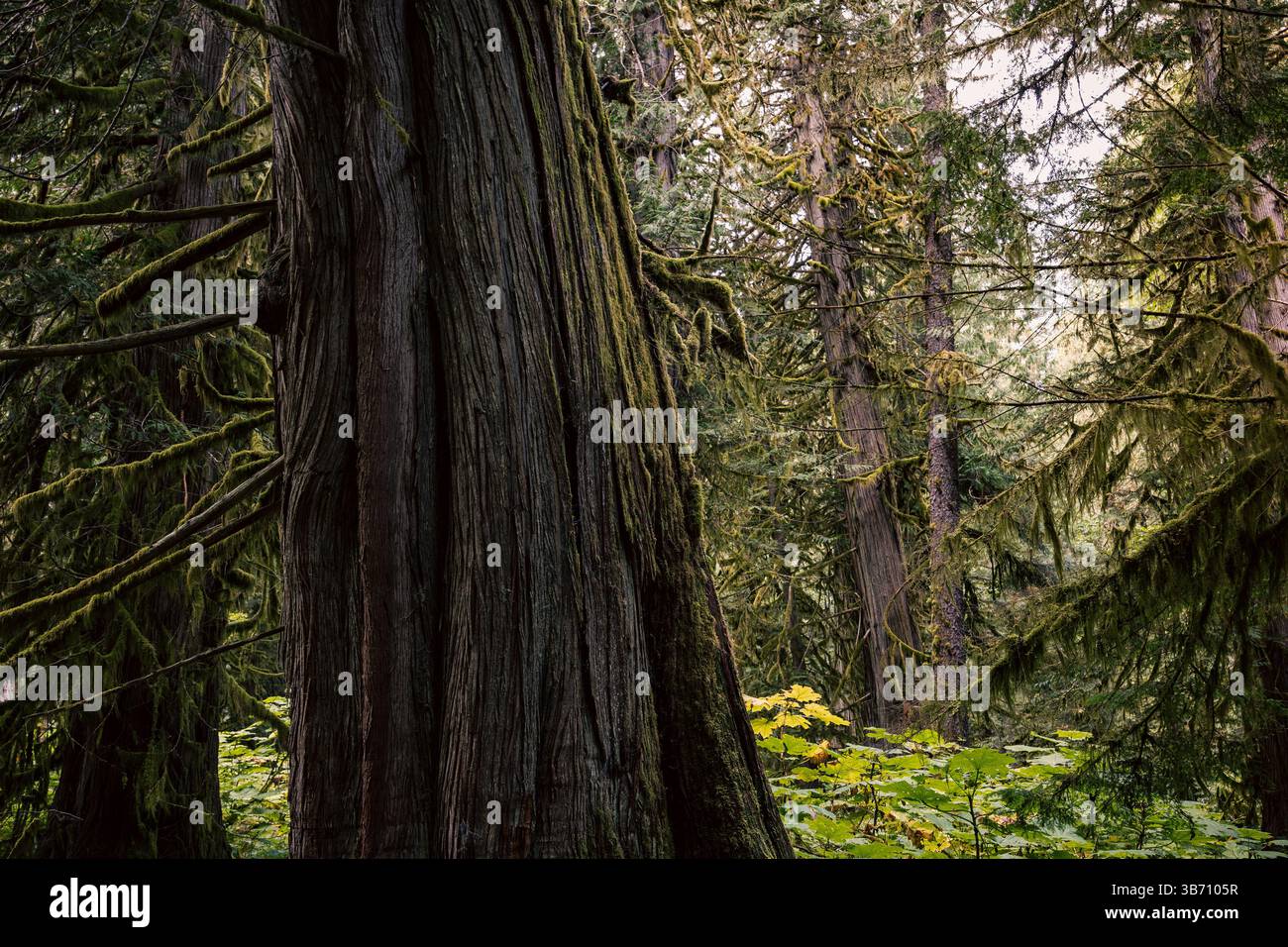 Cedar trees bella coola hi-res stock photography and images - Alamy