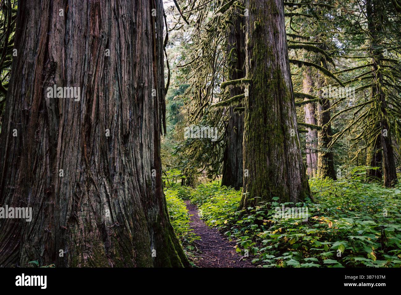 Cedar Tree Trail in the Bella Coola Valley Stock Photo - Alamy