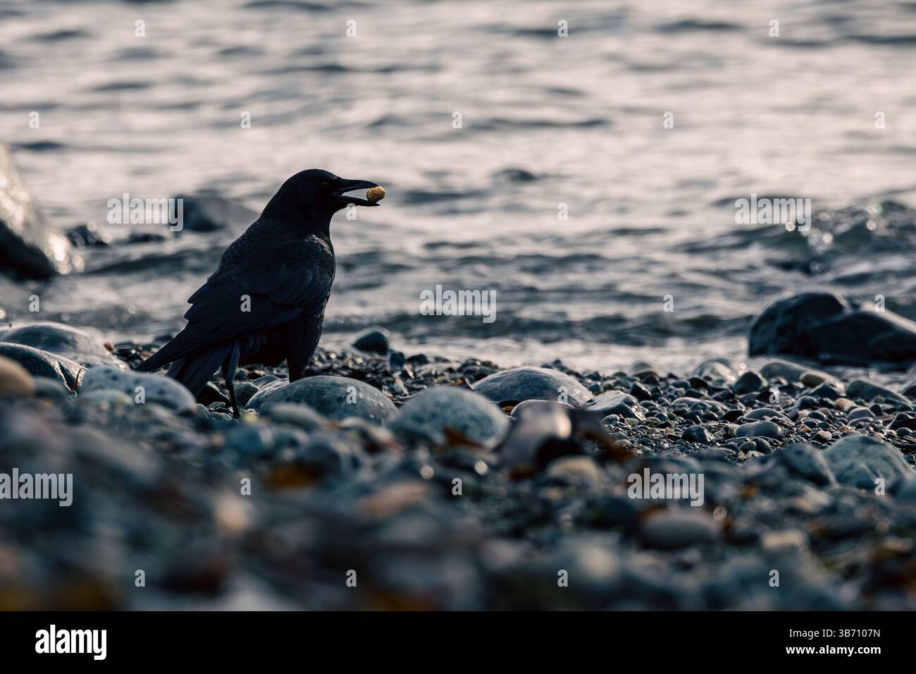 Raven By The Sea Stock Photo - Alamy
