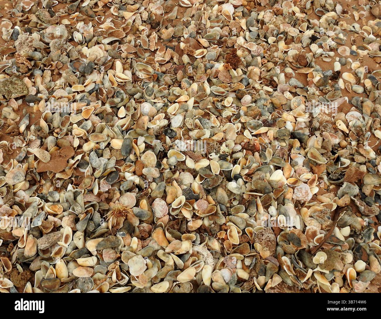 Mass of sea shells on a beach on the Western Australian coast Stock ...