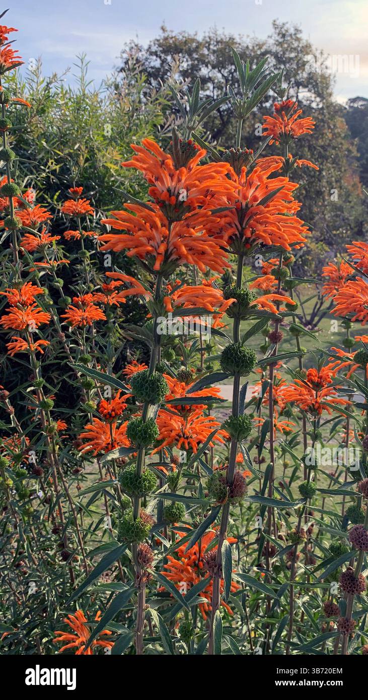 Flowering orange leonotis leonurus plant also called lion's ear or lion ...