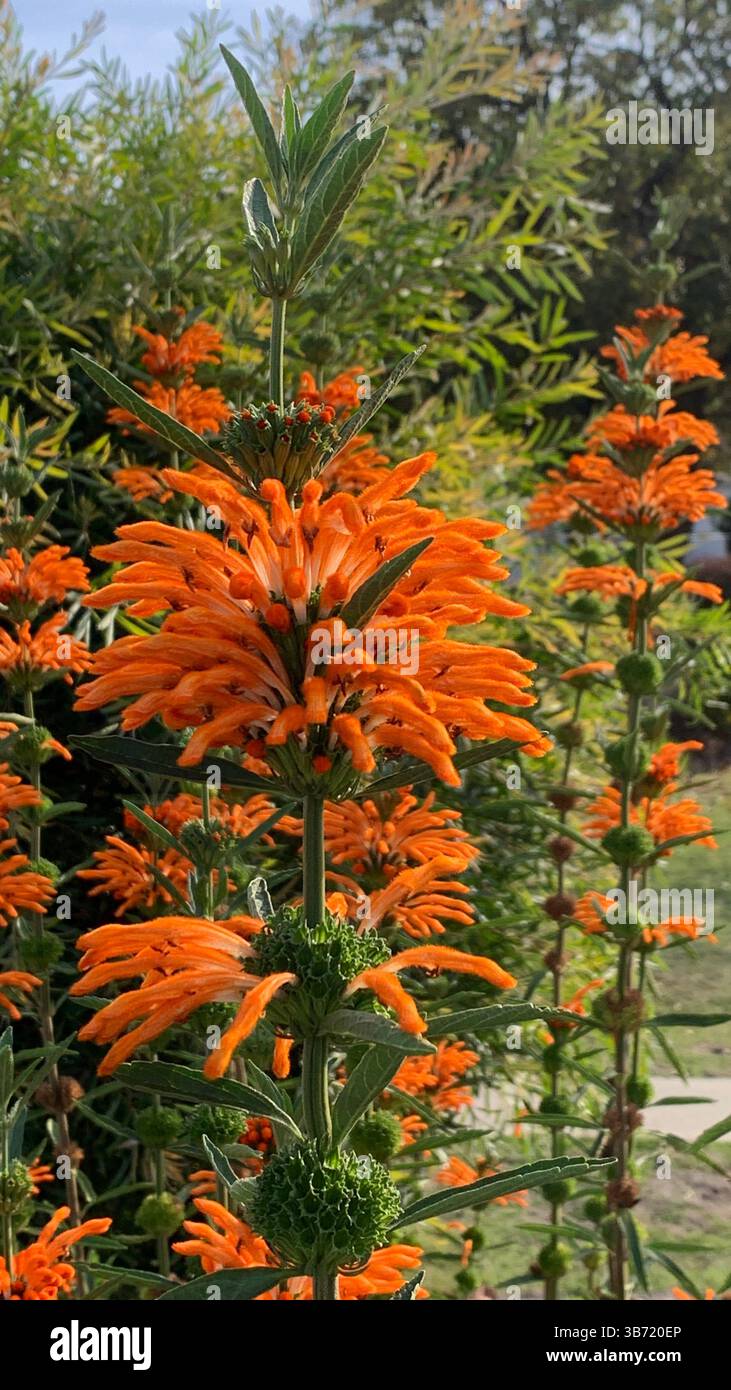 Flowering orange leonotis leonurus plant also called lion's ear or lion ...