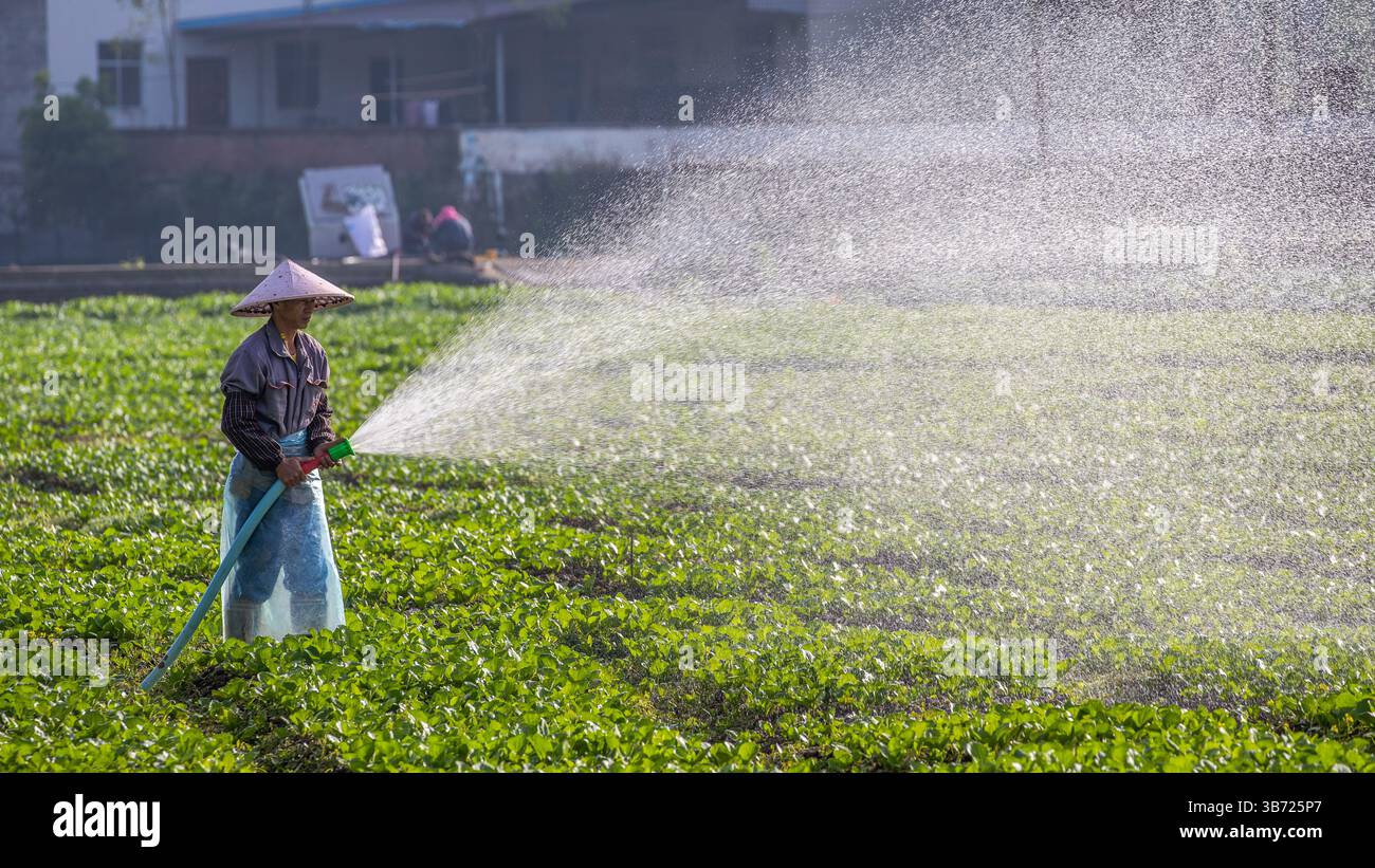 A farmer is watering vegetable seedlings in the field in Chongqing ...