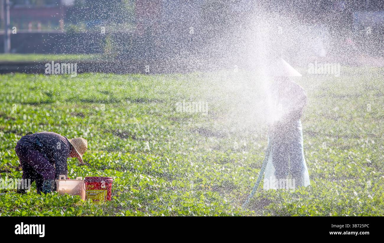 A farmer is watering vegetable seedlings in the field in Chongqing ...