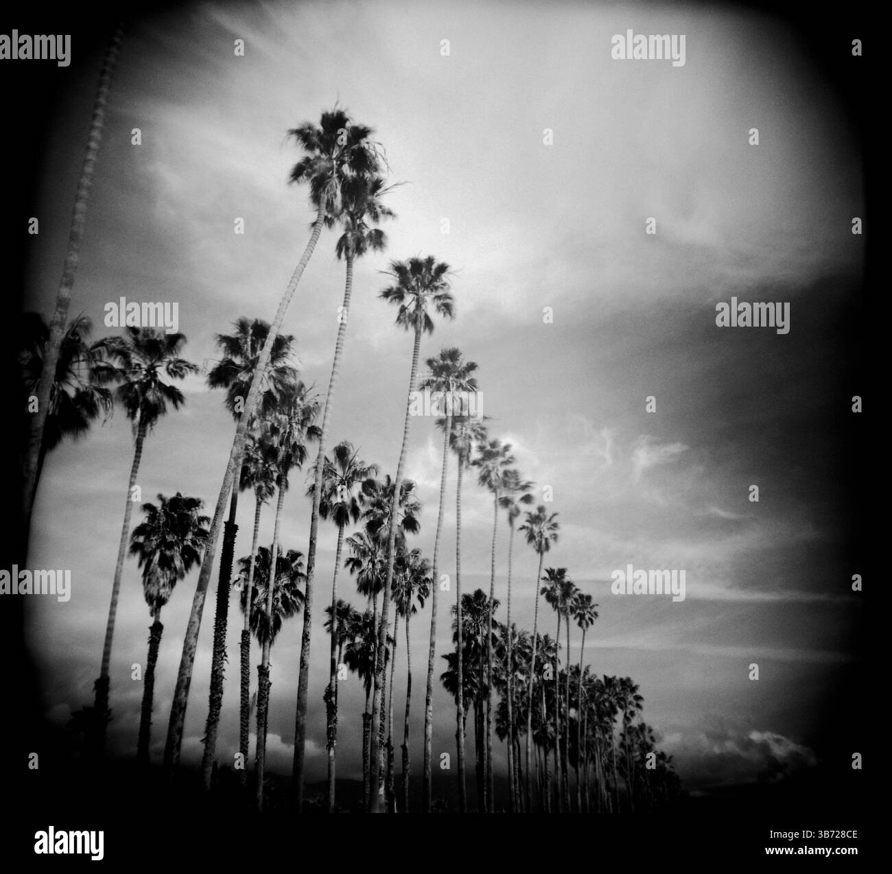 Queen palm tree hi-res stock photography and images - Alamy