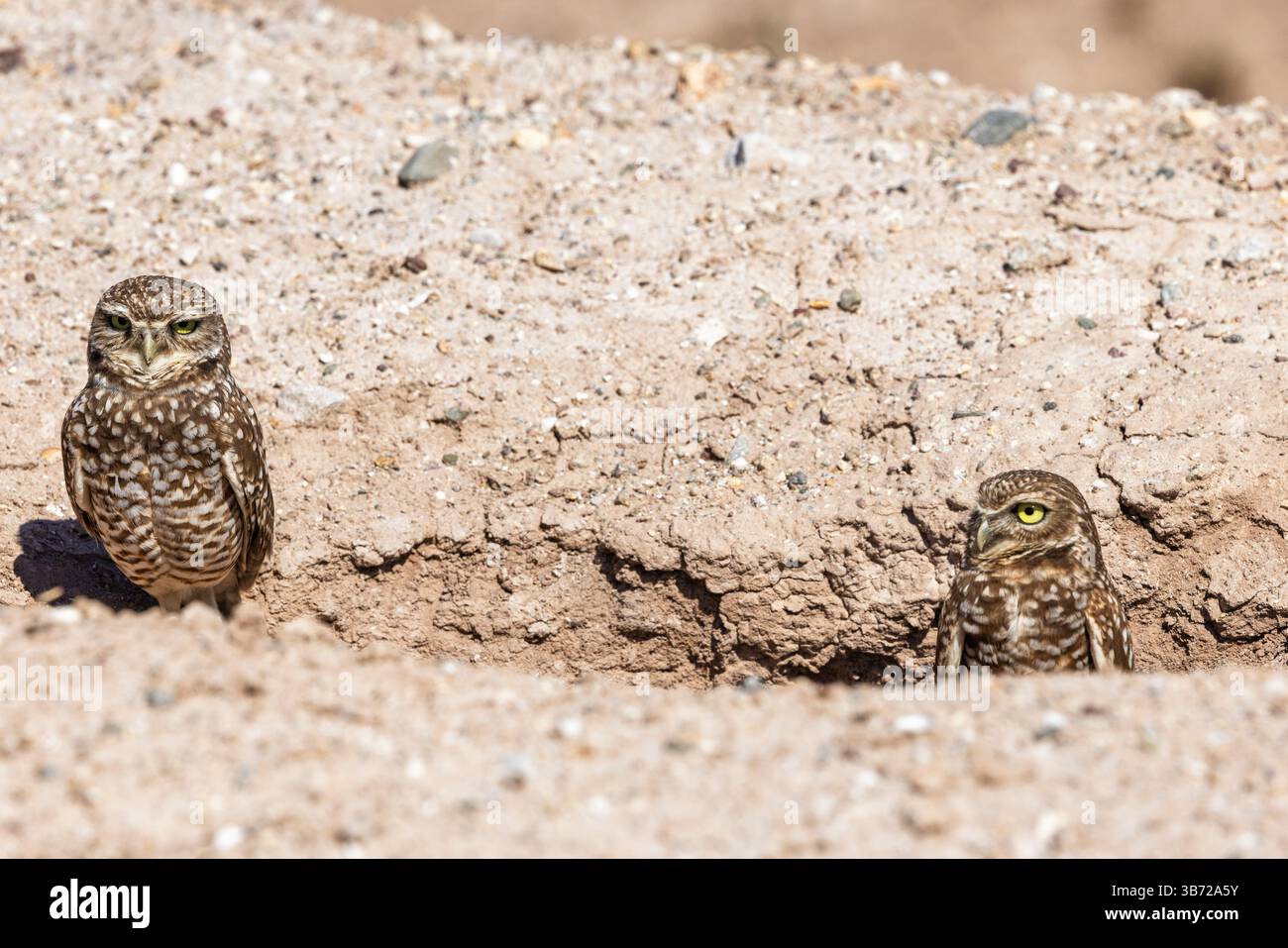 Burrowing Owls are small, sandy colored owls with bright-yellow eyes ...
