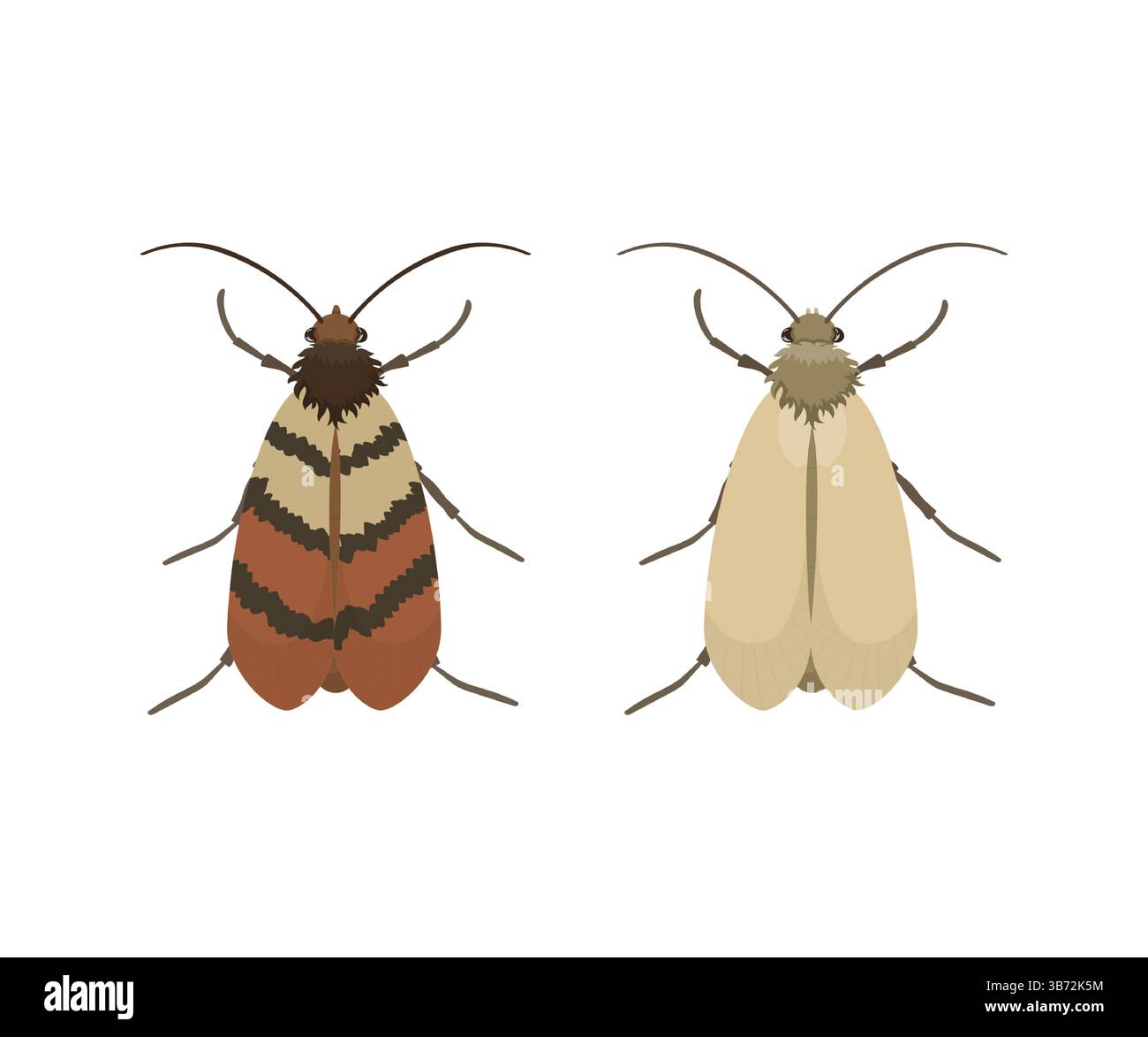 Common household pest moths, the Indian meal moth with distinctive ...