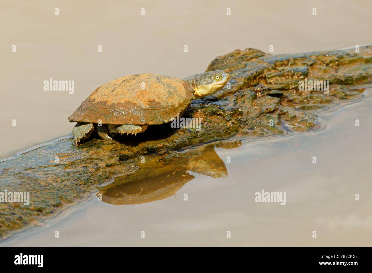 Small helmeted terrapin pelomedusa hi-res stock photography and images - Alamy