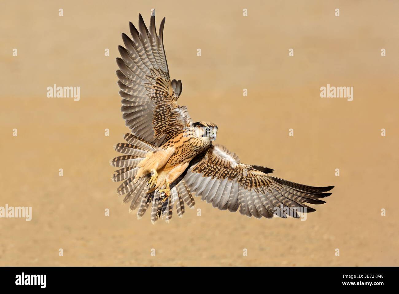 A lanner falcon (Falco biarmicus) in flight with outstretched wings ...