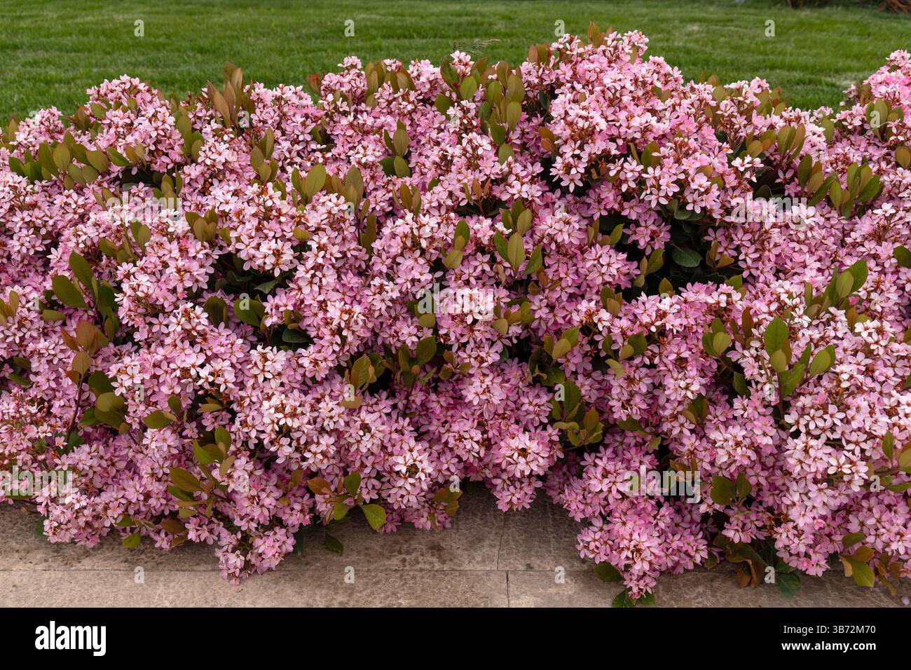 Beautiful evergreen bush of Raphiolepis indica Stock Photo - Alamy