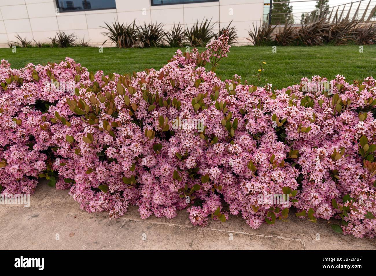 Beautiful evergreen bush of Raphiolepis indica Stock Photo - Alamy