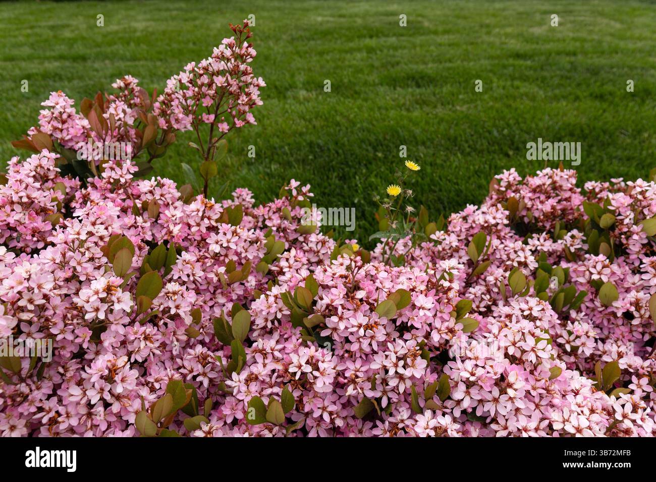Beautiful evergreen bush of Raphiolepis indica Stock Photo - Alamy
