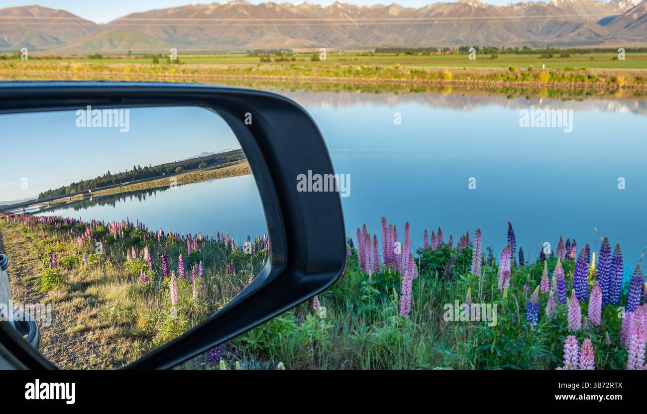 Scenic turquoise water of canals and colourful wild lupin flowers in ...