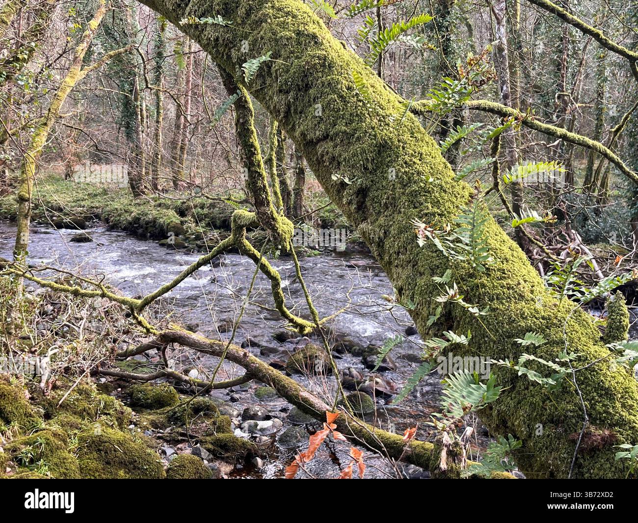 Previously unissued photo dated 10/03/25 of the Dart River ...