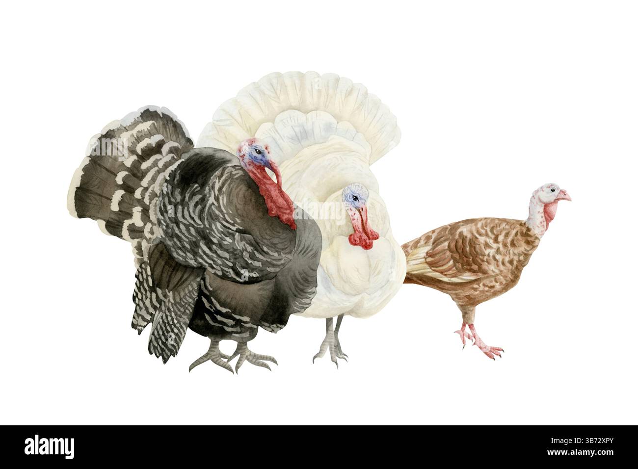 Thanksgiving day female hand Cut Out Stock Images & Pictures - Alamy