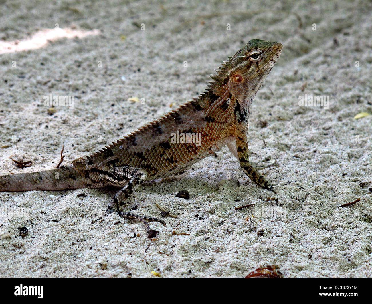 The lizard on Maldives, Indian ocean Stock Photo - Alamy