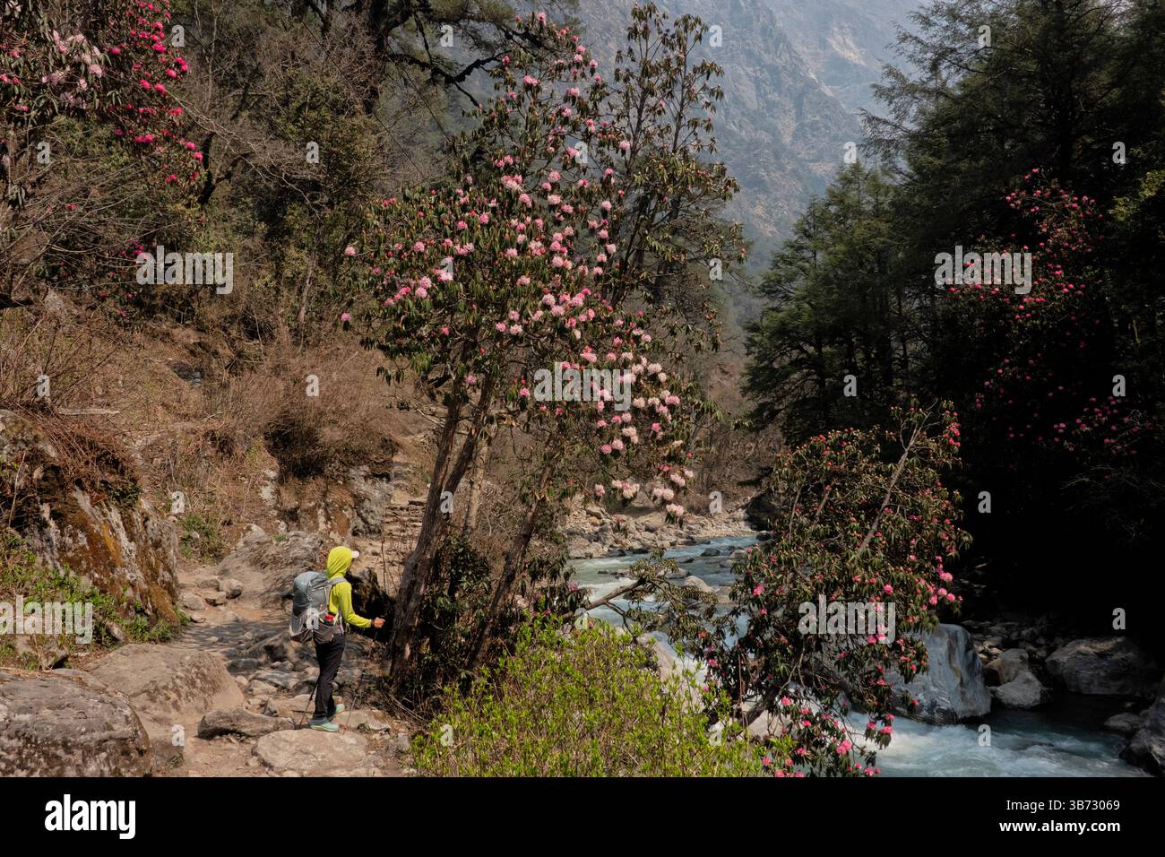 Mountains landscape pink rhododendrons hi-res stock photography and ...