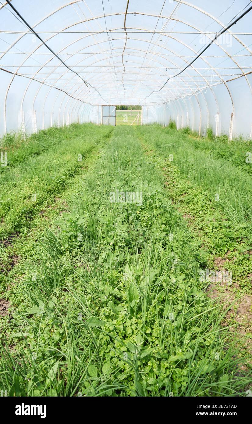Organic vegetables grown in a polytunnel Stock Photo - Alamy