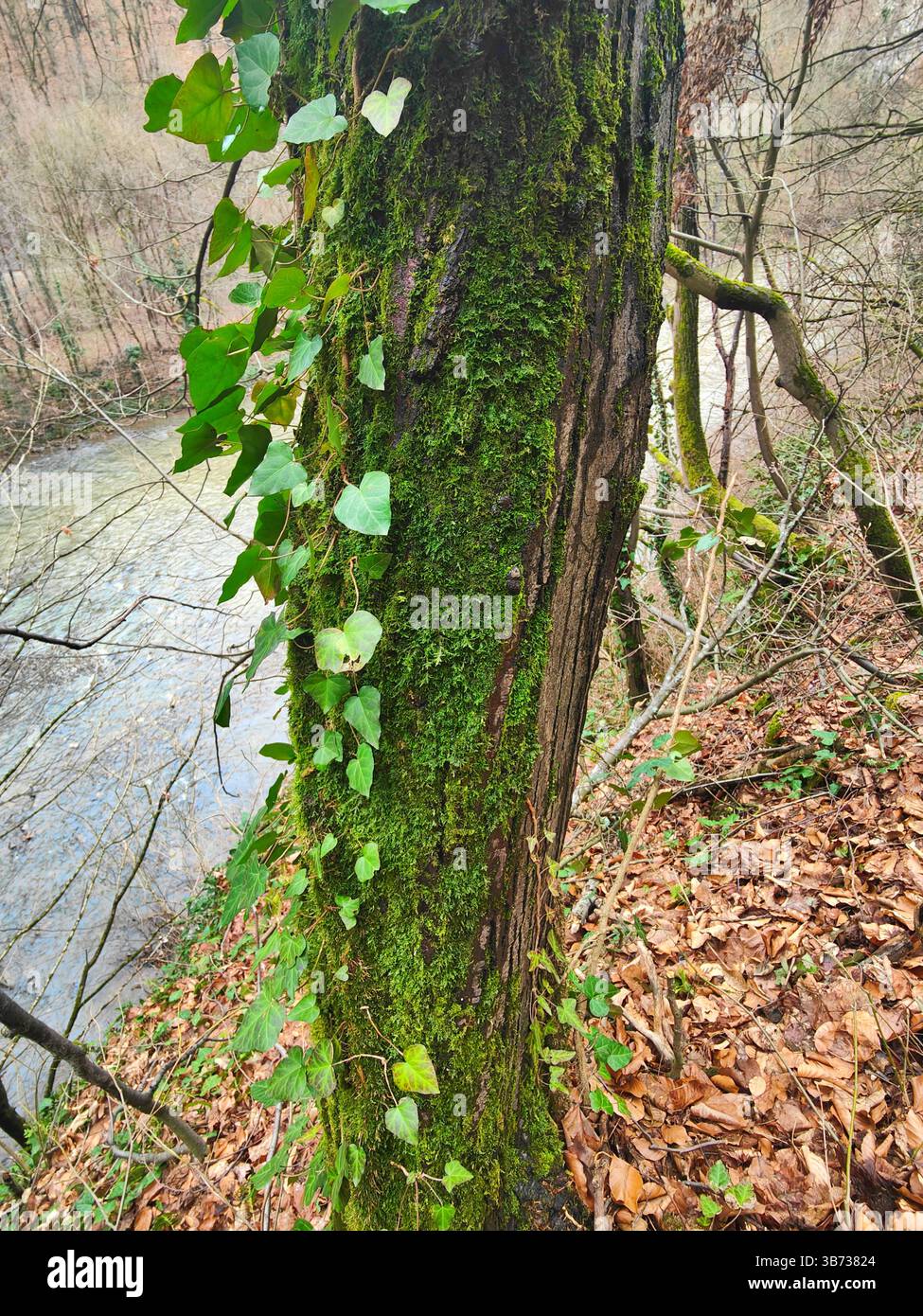Tree branch covered with moss a and creeping vine plant Stock Photo - Alamy