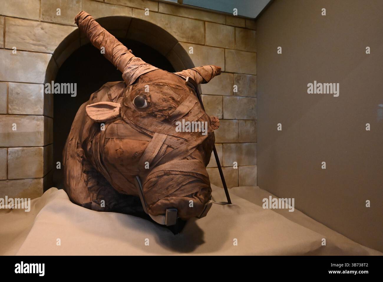 Mummified bull hi-res stock photography and images - Alamy