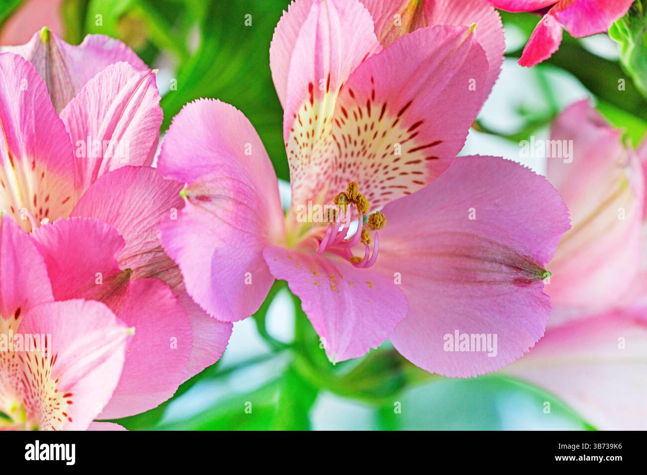 pink flowers peruvian lily alstroemeria close-up Stock Photo - Alamy
