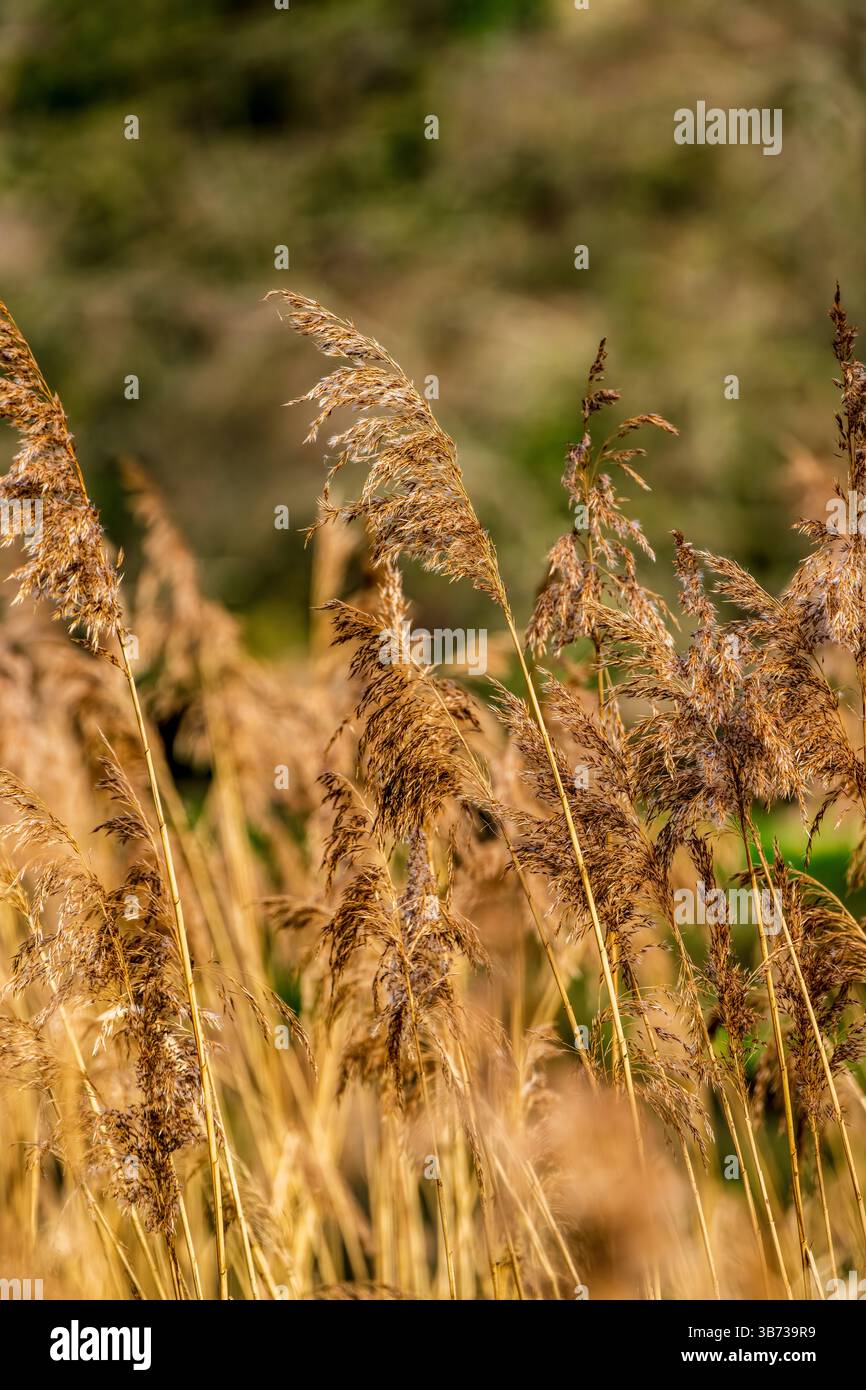 Intimate close-up of wind-swept Phragmites australis seed heads with ...