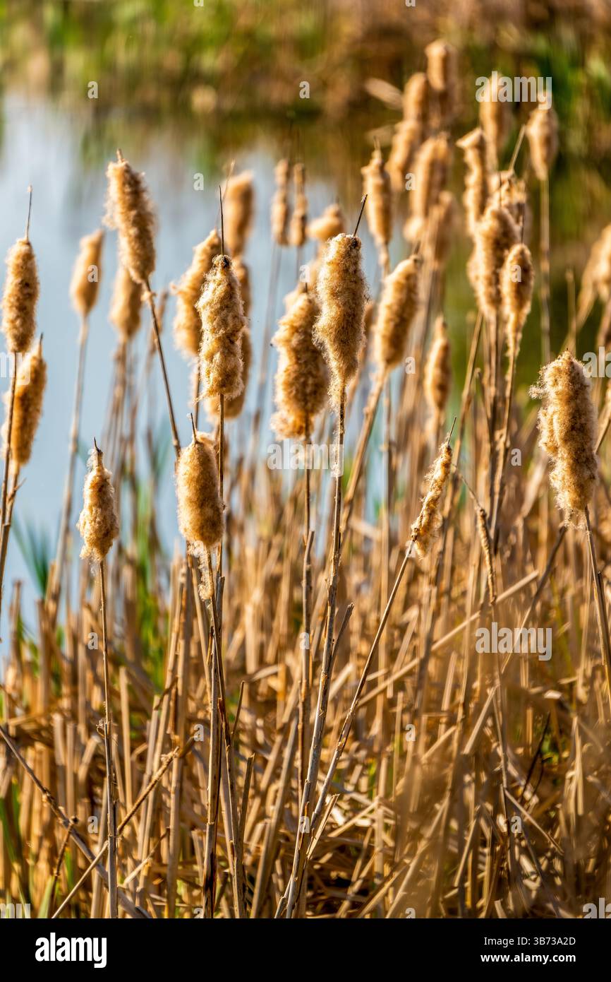 Seed dispersal sign hi-res stock photography and images - Alamy