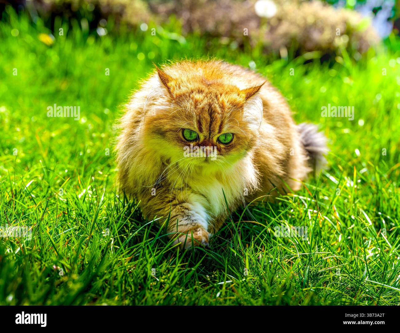 Aristocat aesthetic hi-res stock photography and images - Alamy