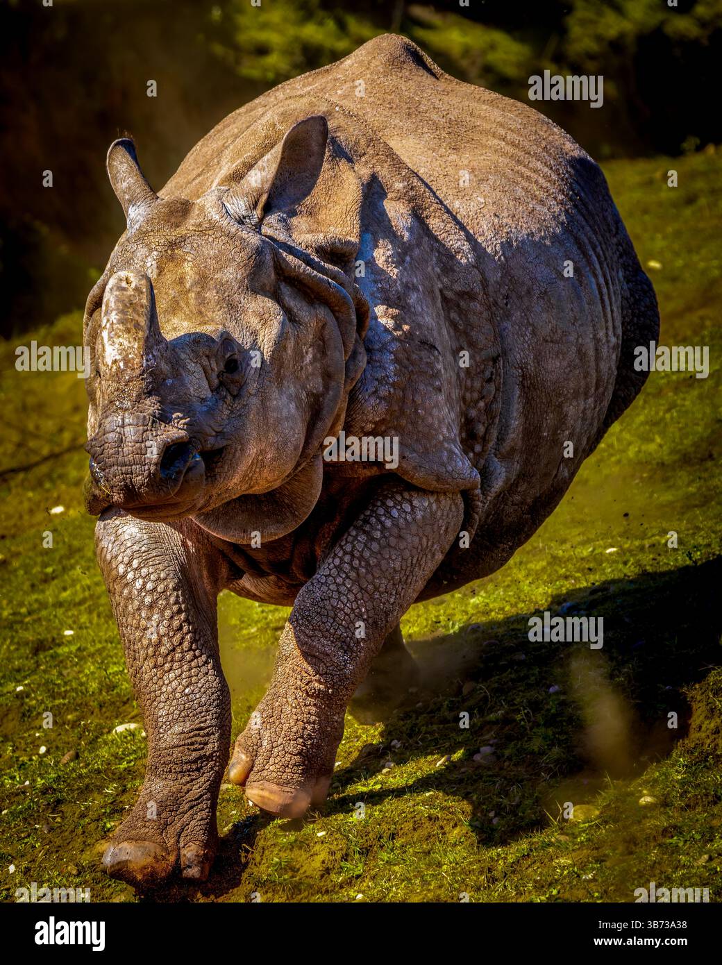 Sunlit adult Indian rhinoceros (Rhinoceros unicornis) striding across ...
