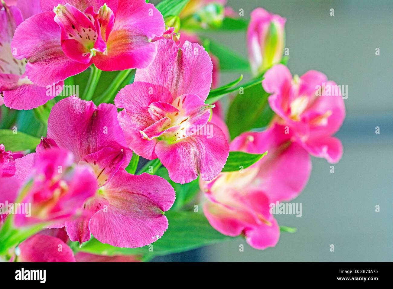 pink peruvian lily alstroemeria close-up Stock Photo - Alamy