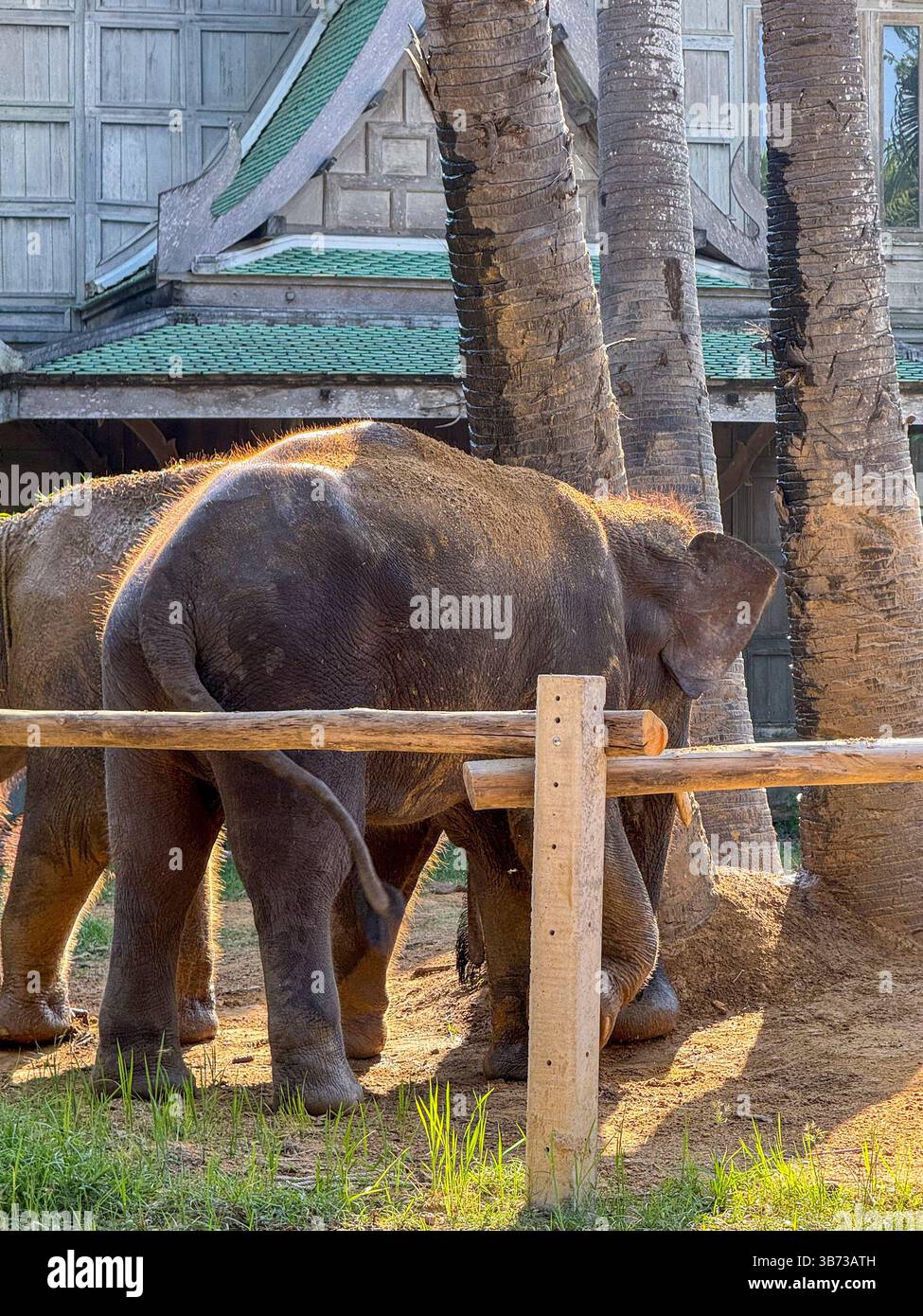 Playful large mammals elephant duo in a tropical sanctuary enjoy a ...