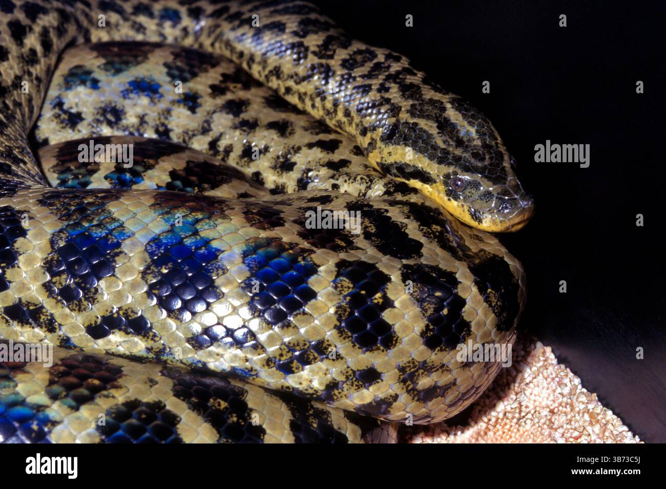 Yellow Anaconda, Eunectes notaeus, Boidae Stock Photo - Alamy