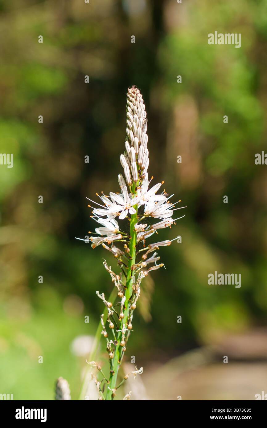 White asphodel wild flower on hi-res stock photography and images - Alamy