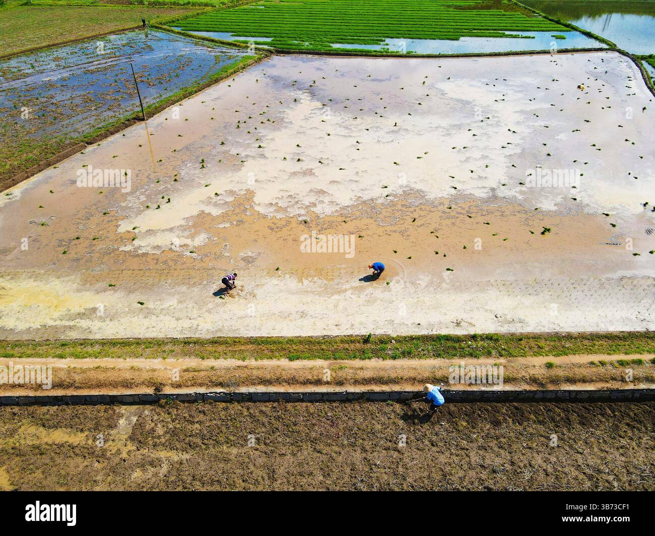 Two farmers transplant rice seedlings into a paddy field near Zifu ...