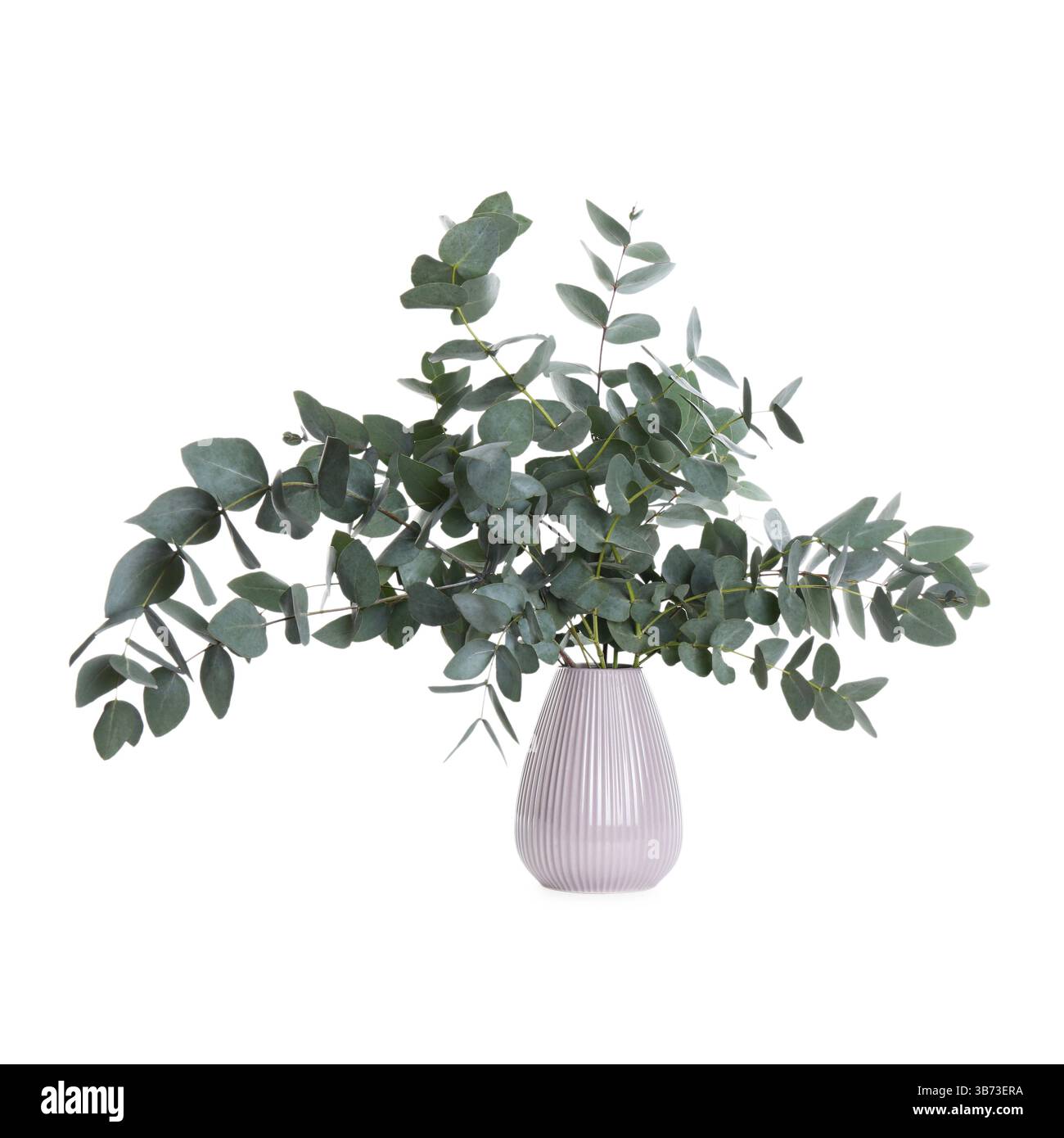 Beautiful tree many branches Cut Out Stock Images & Pictures - Alamy