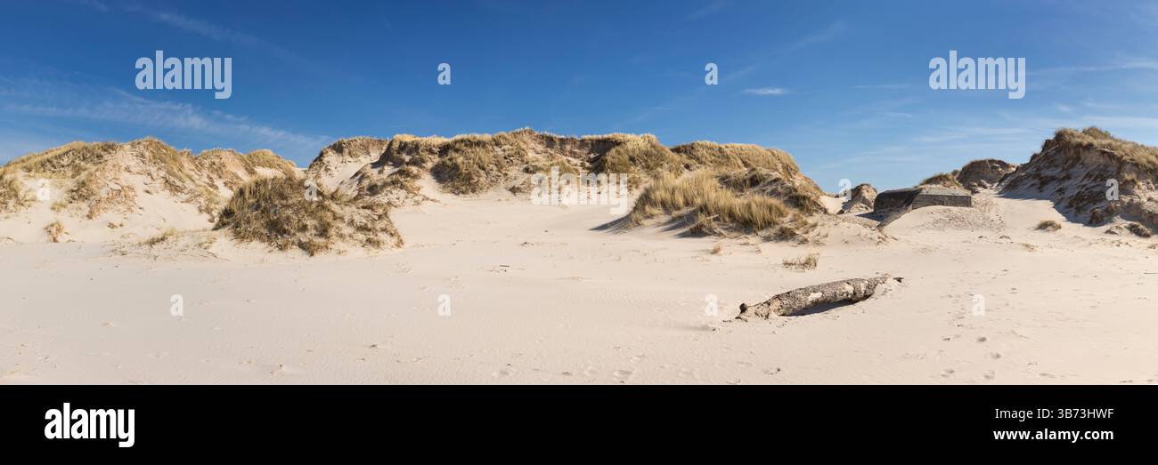 Scenic panorama of dunes at danish North Sea coast with historic bunker ...