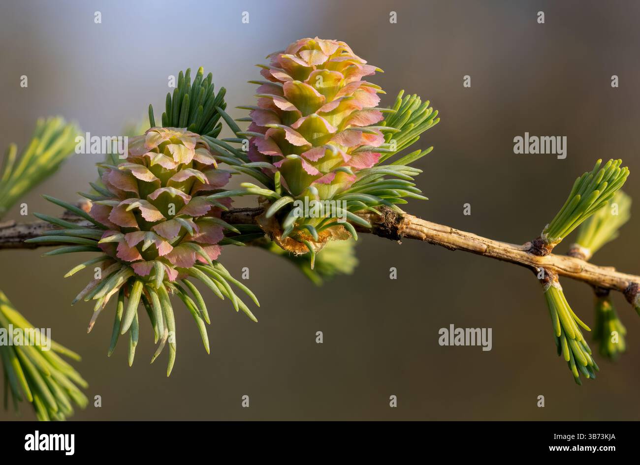 Larch flowering in spring Stock Photo - Alamy