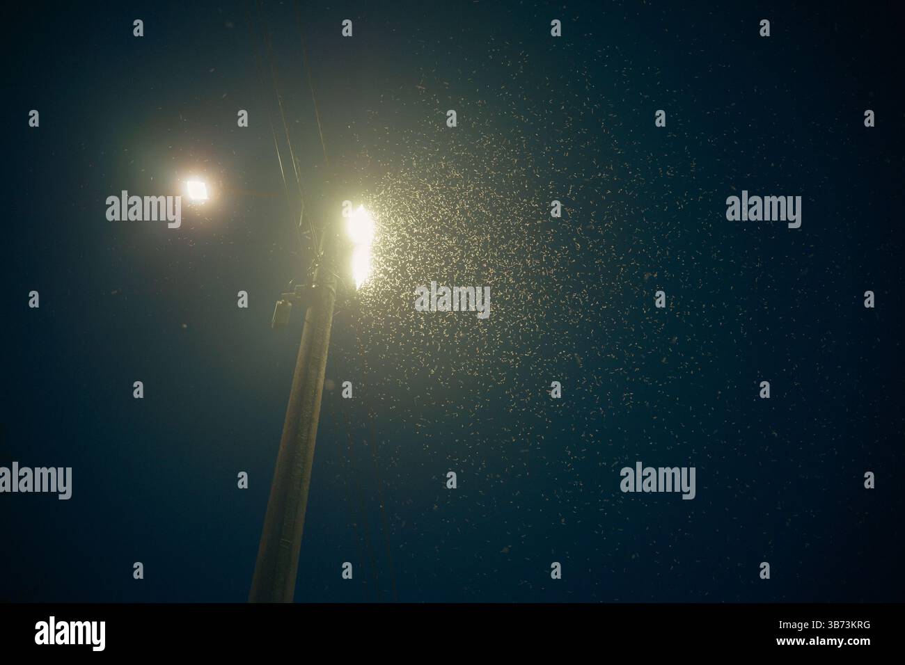Many flies and insects around the night light of a pole Stock Photo - Alamy