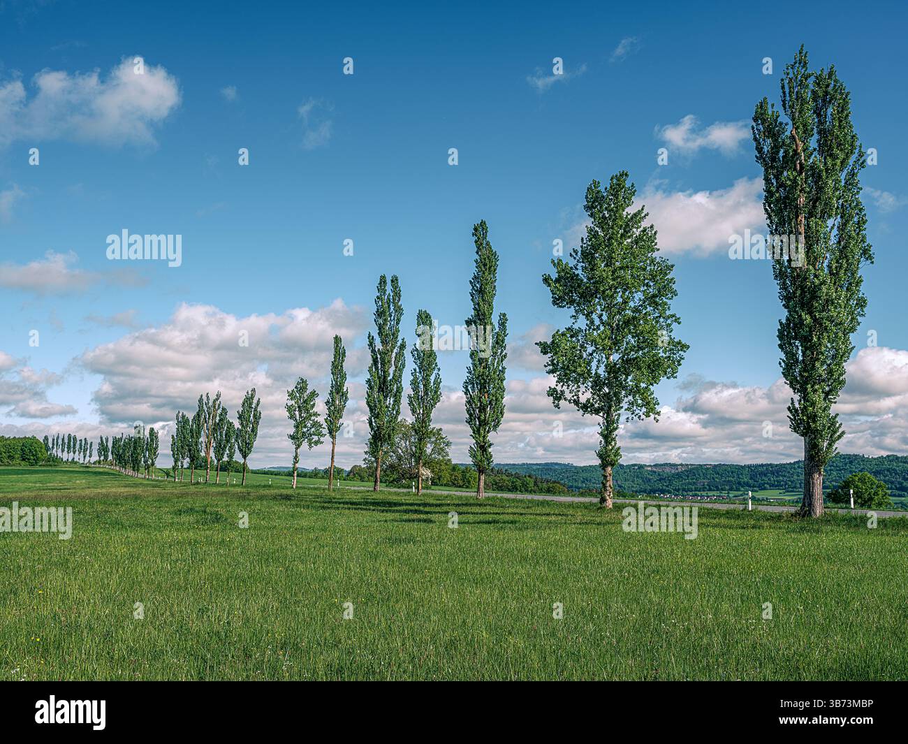 Pappel frühling hi-res stock photography and images - Alamy