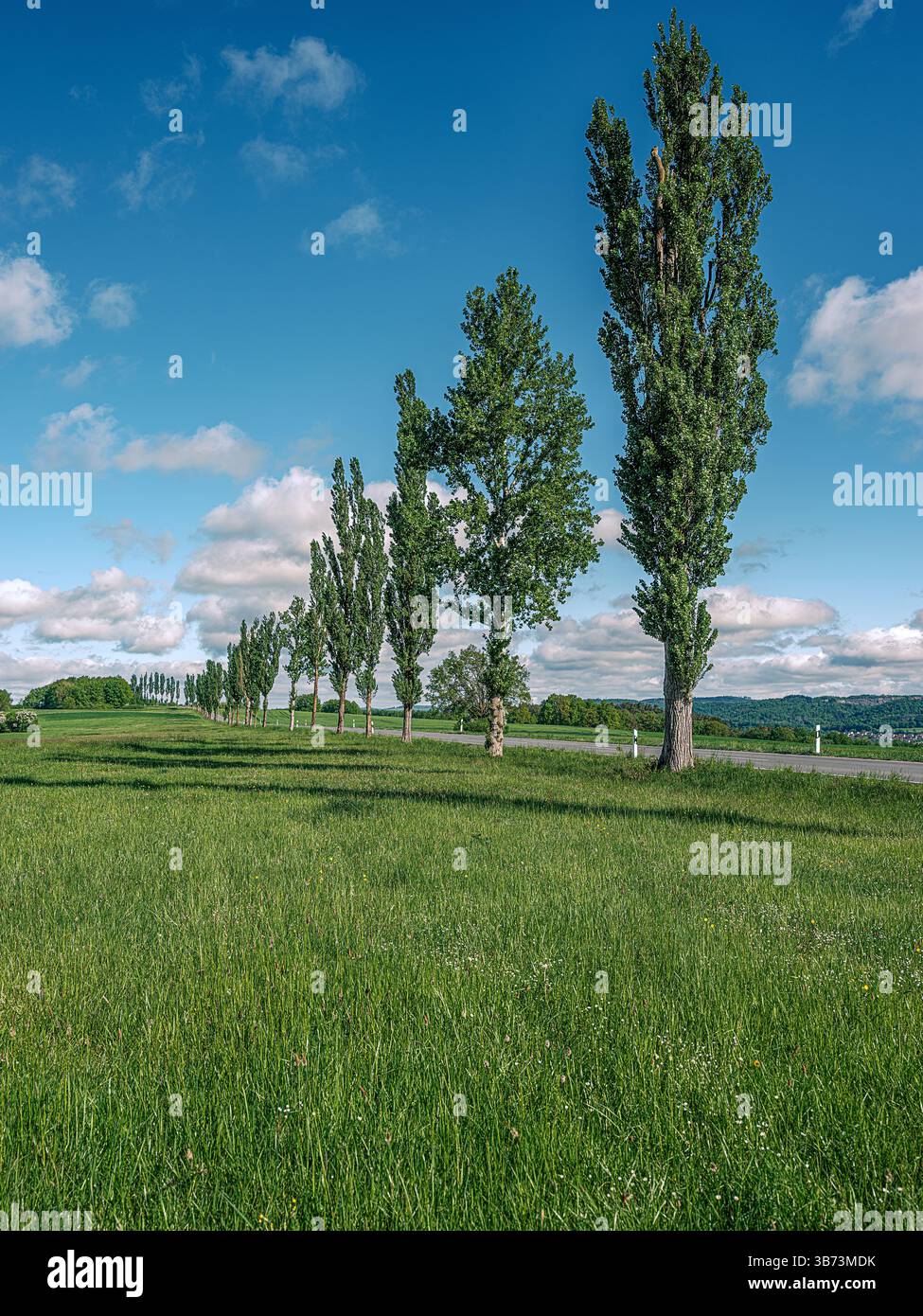 Pappel frühling hi-res stock photography and images - Alamy