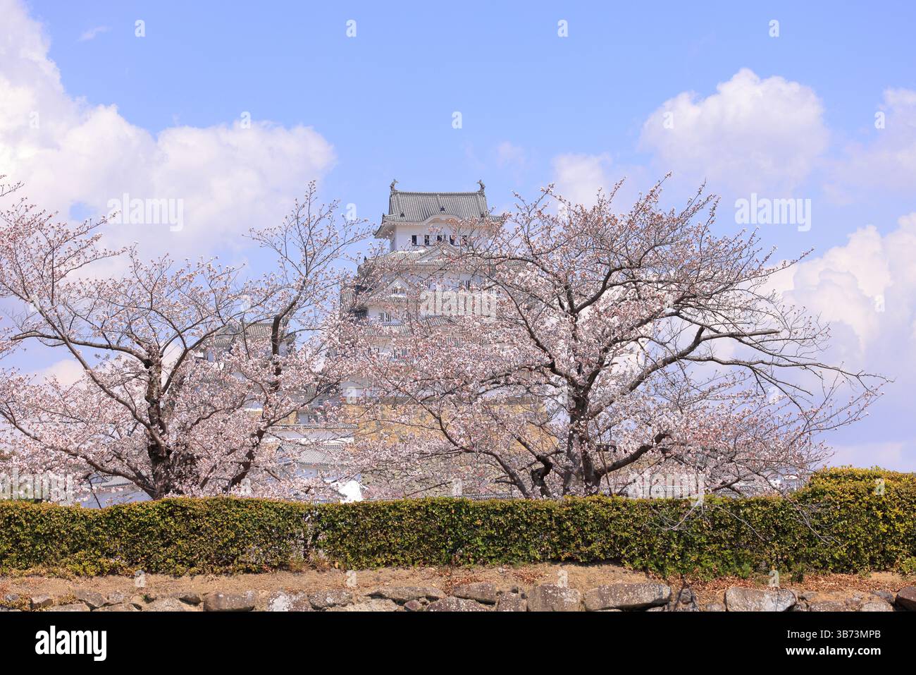 Himeji Castle with cherry blossoms an Iconic castle dated to 1333 at ...