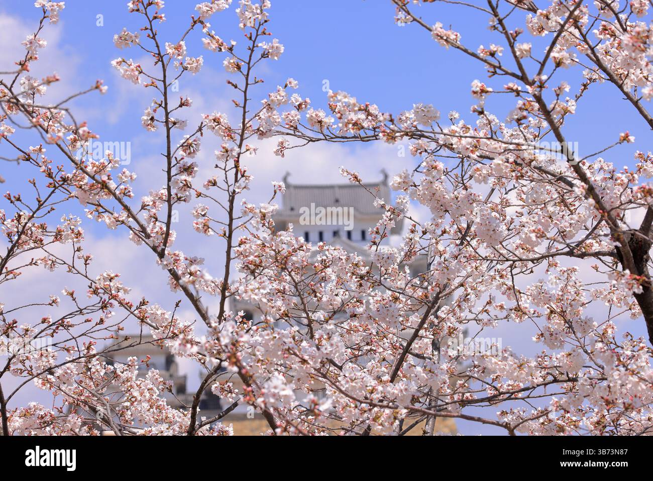 Himeji Castle with cherry blossoms an Iconic castle dated to 1333 at ...