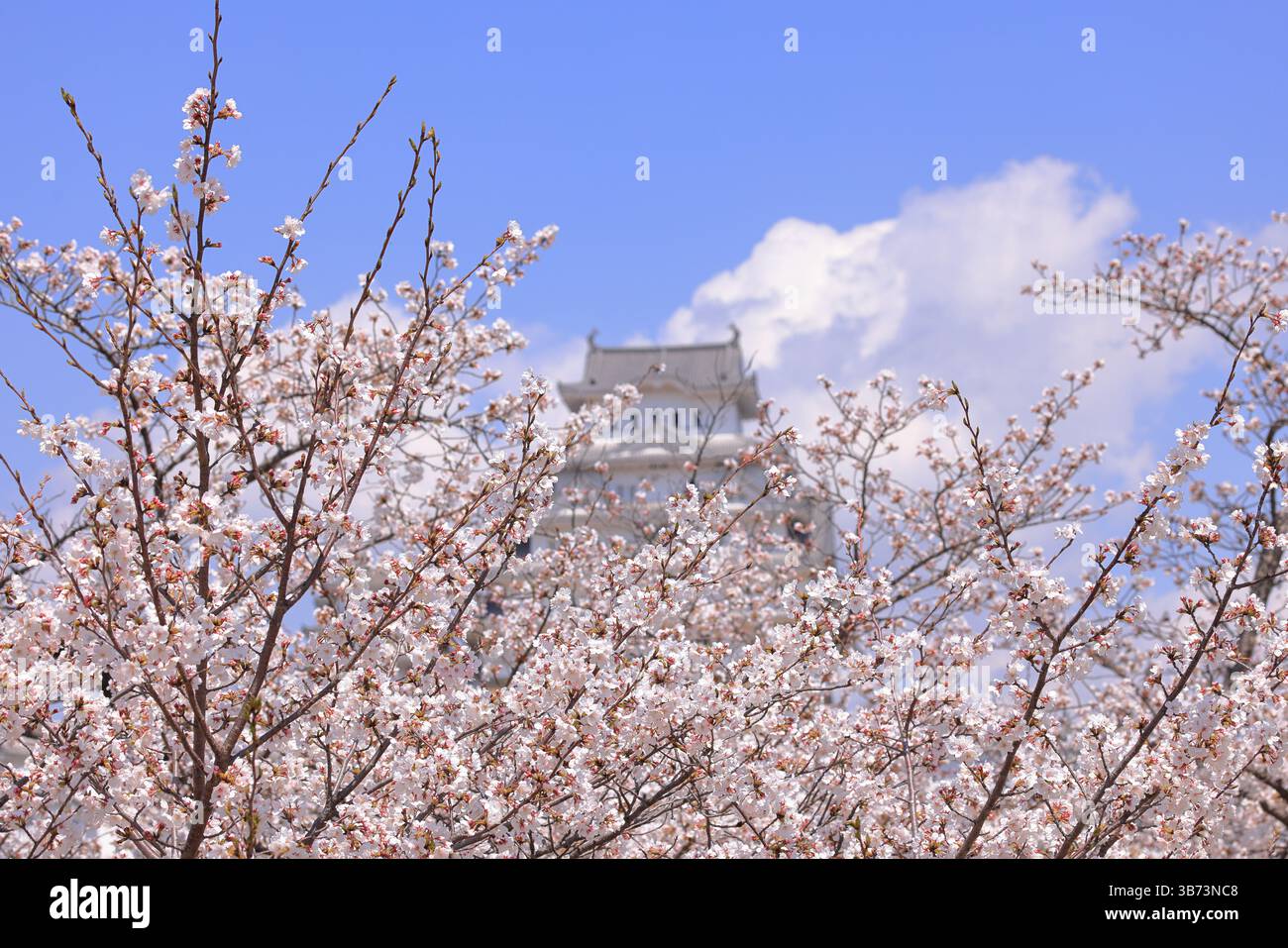 Himeji Castle with cherry blossoms an Iconic castle dated to 1333 at ...